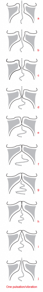 Larynx and the Vocal Folds – CVT Research Site